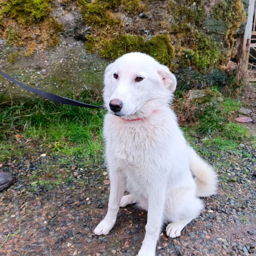 Лана ищет дом