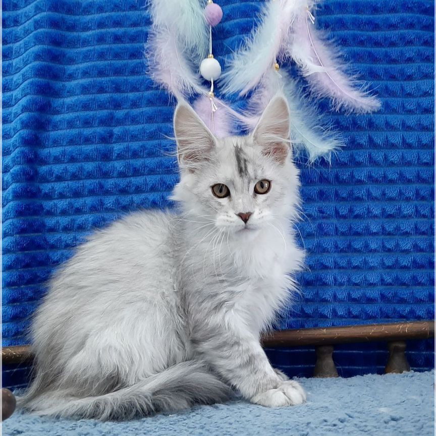 Мейн-кун котёнок