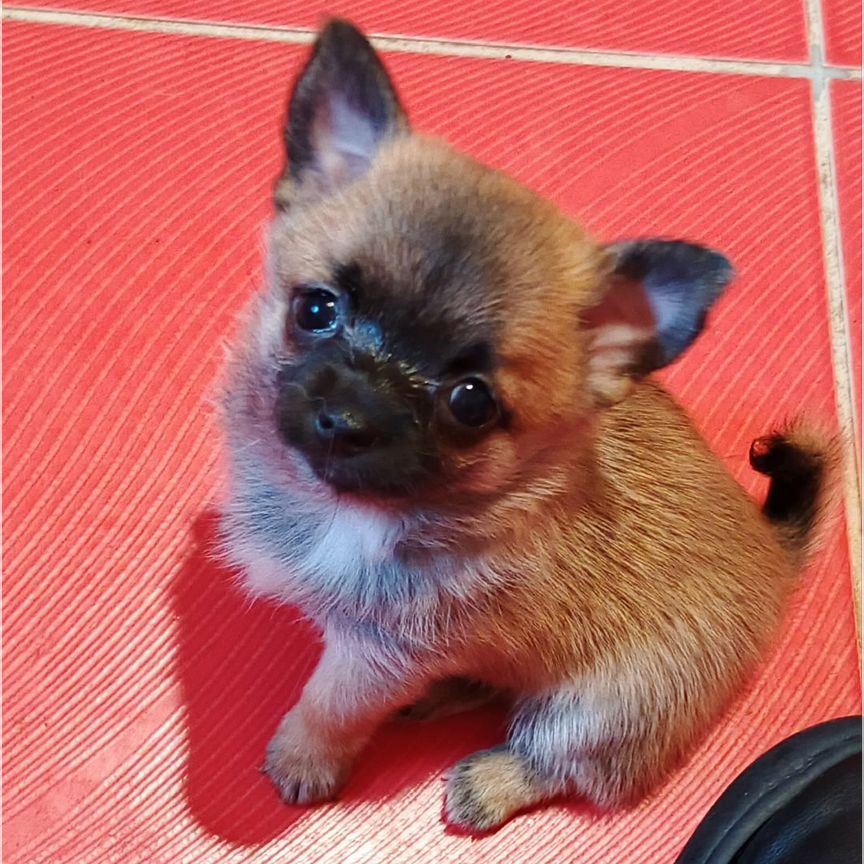 Чихуахуа, щенок
