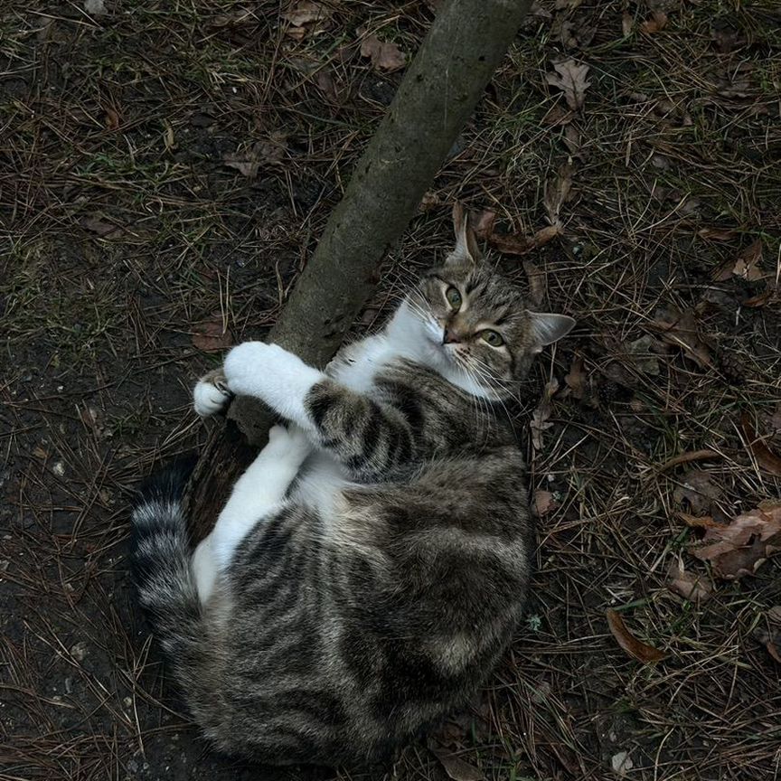 Кошечка
