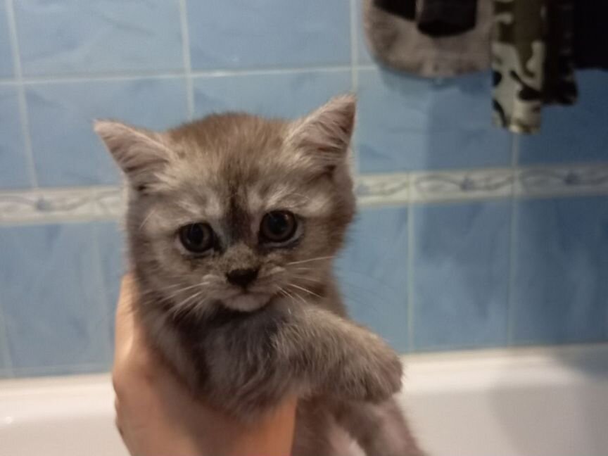 Кошка