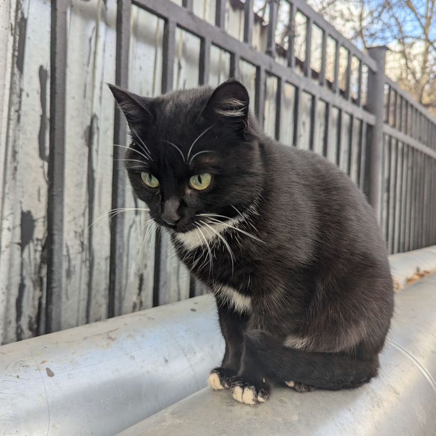 Кошечка ищет дом