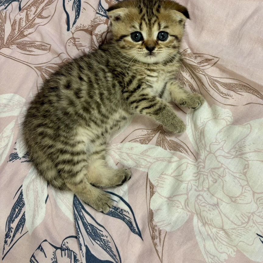 Шотландский котенок мальчик