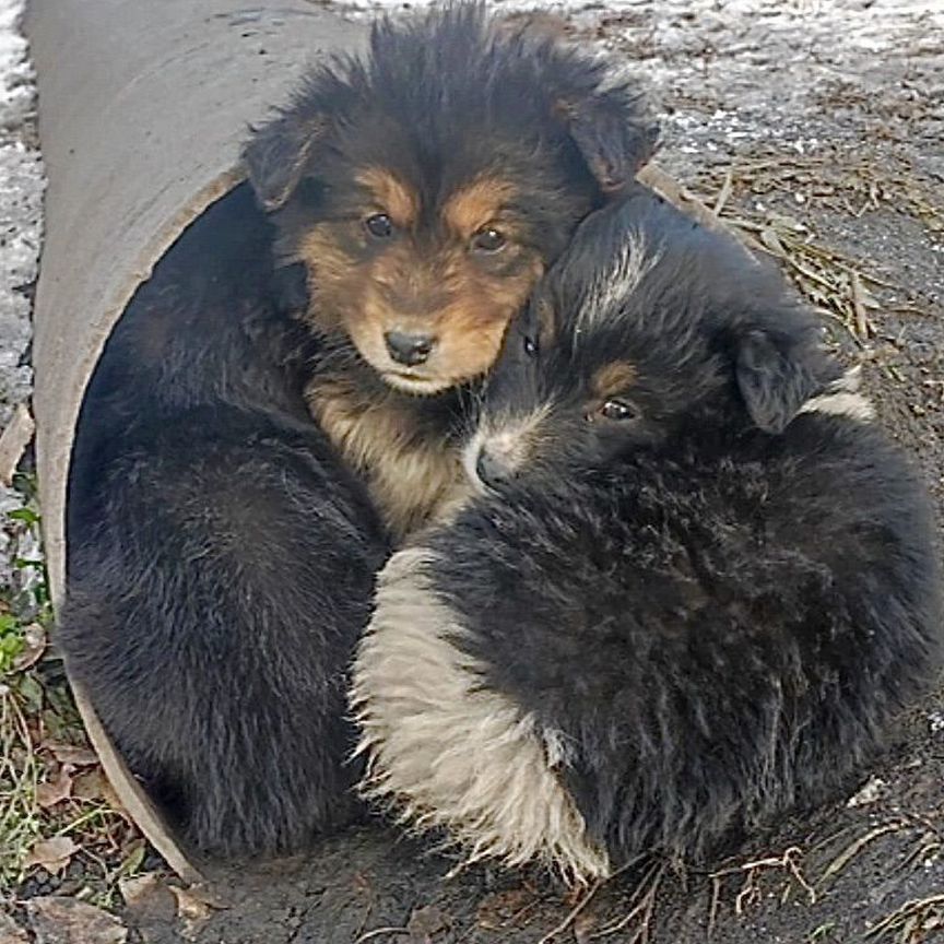 Щенки живут в трубе, ищем хозяев