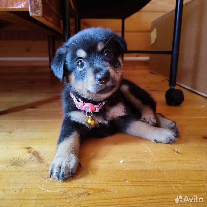 Интеллигентные щенки от мелкой собачули