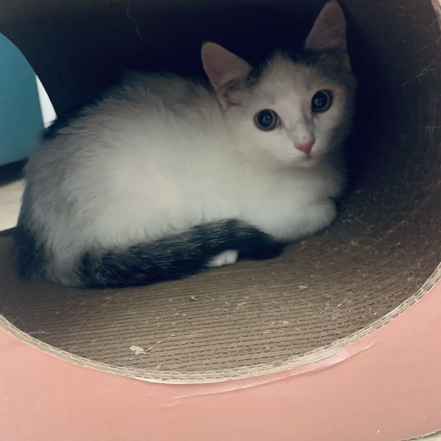 Снежок ищет семью