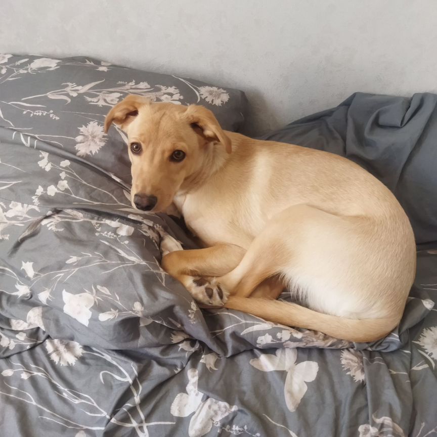 Собака в добрые руки