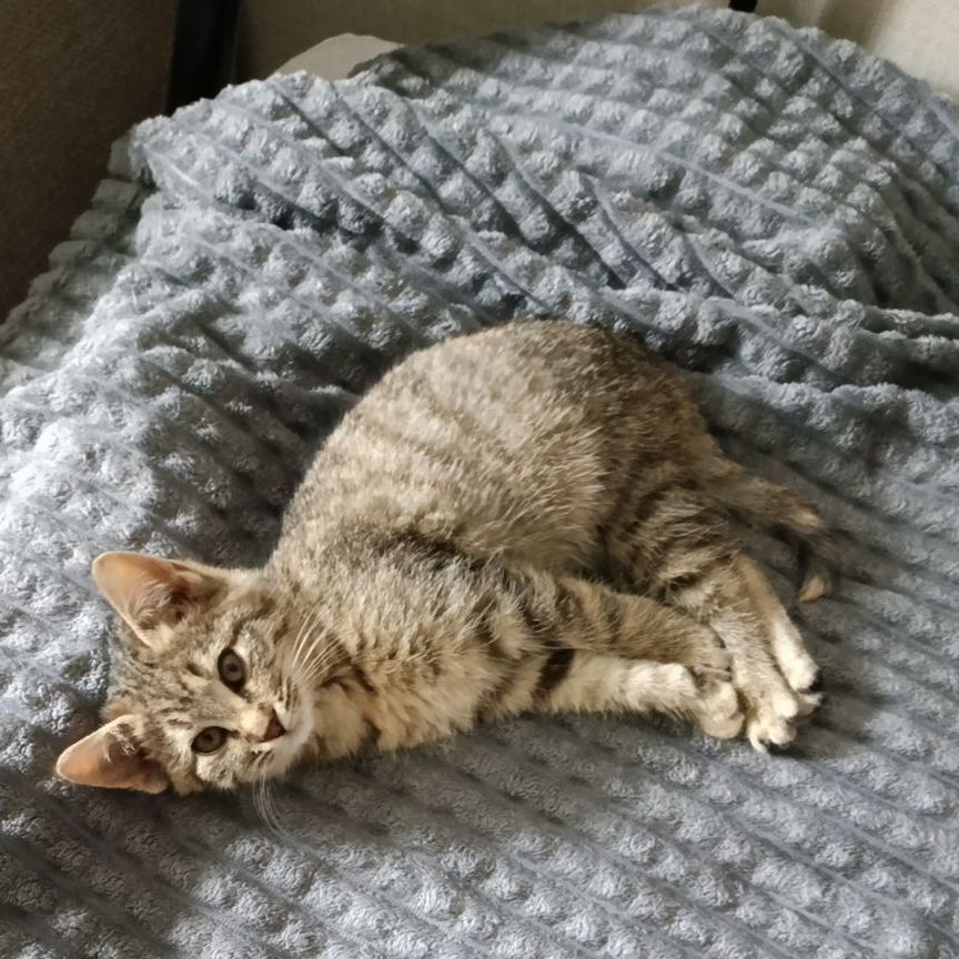 Котёнок в добрые руки