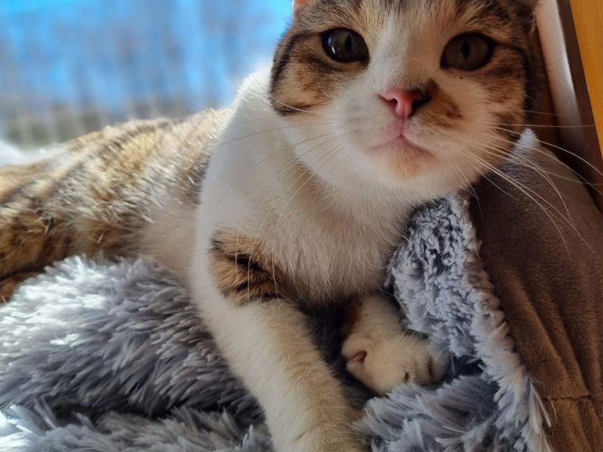 Шотландский вислоухий кот Грузин