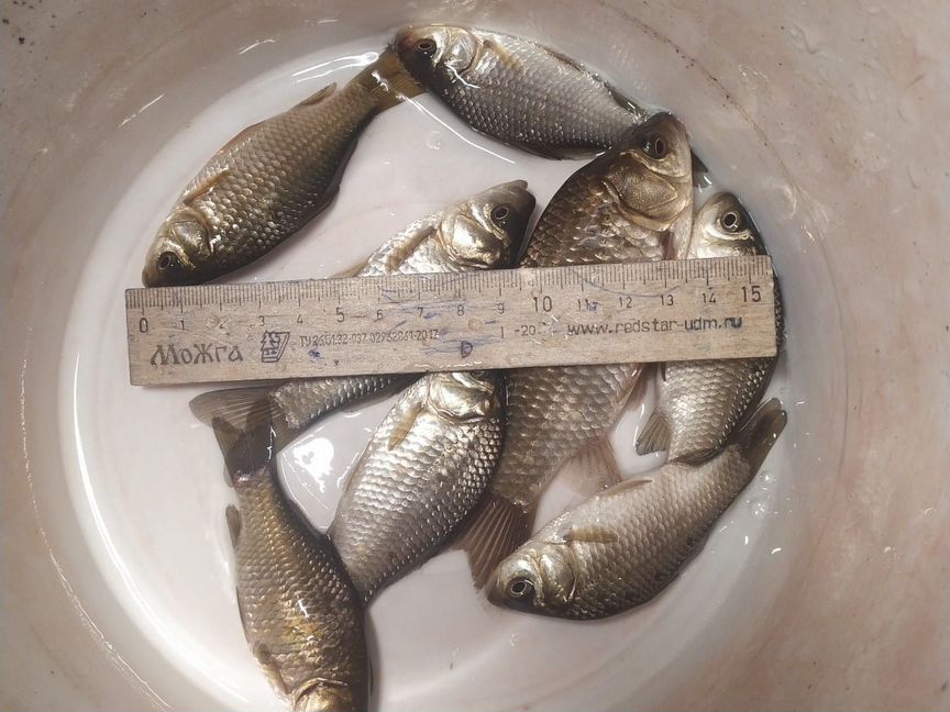 Рыба для запуска в пруд