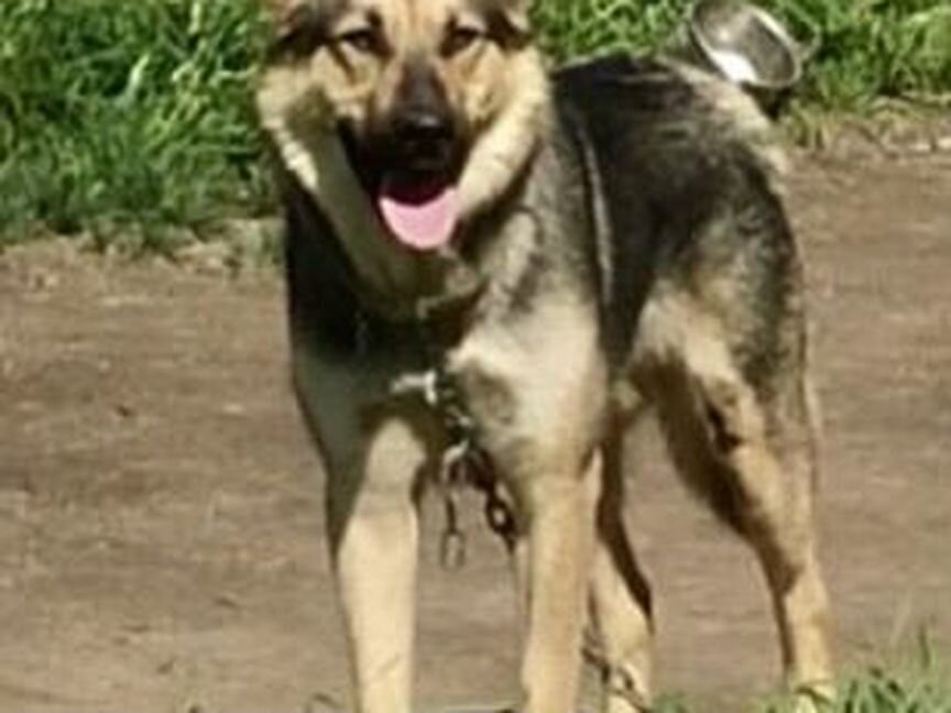 Собака беде в добрые руки