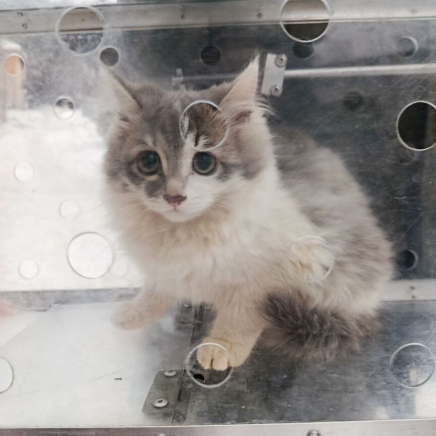 Котенок