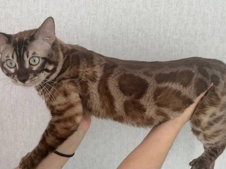 Кот угольный бенгал