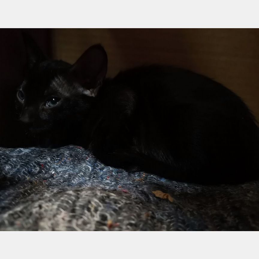 Оринтальный котик
