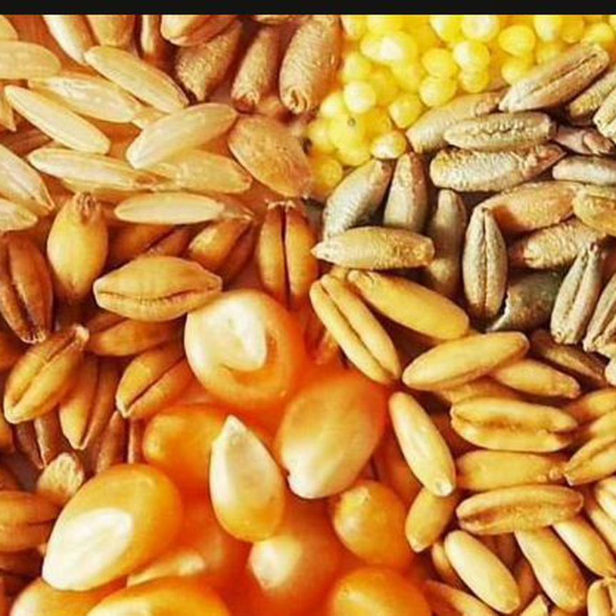 Чечевица красная горох пшеница ячмень