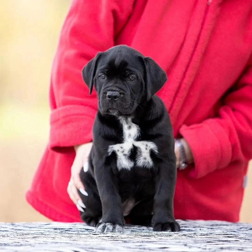 Щенки корсики