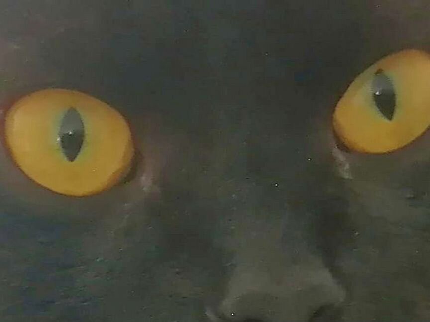 Боня. Кастрированный котик для надёжного хозяина