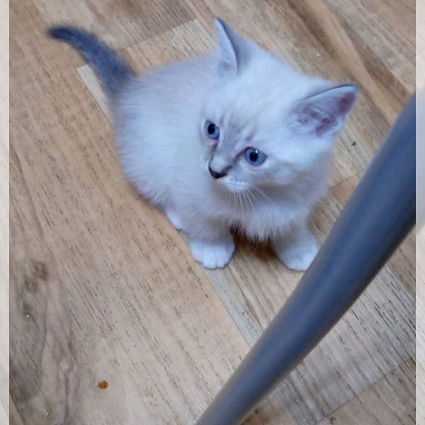 Котята в добрые руки приучены к лотку