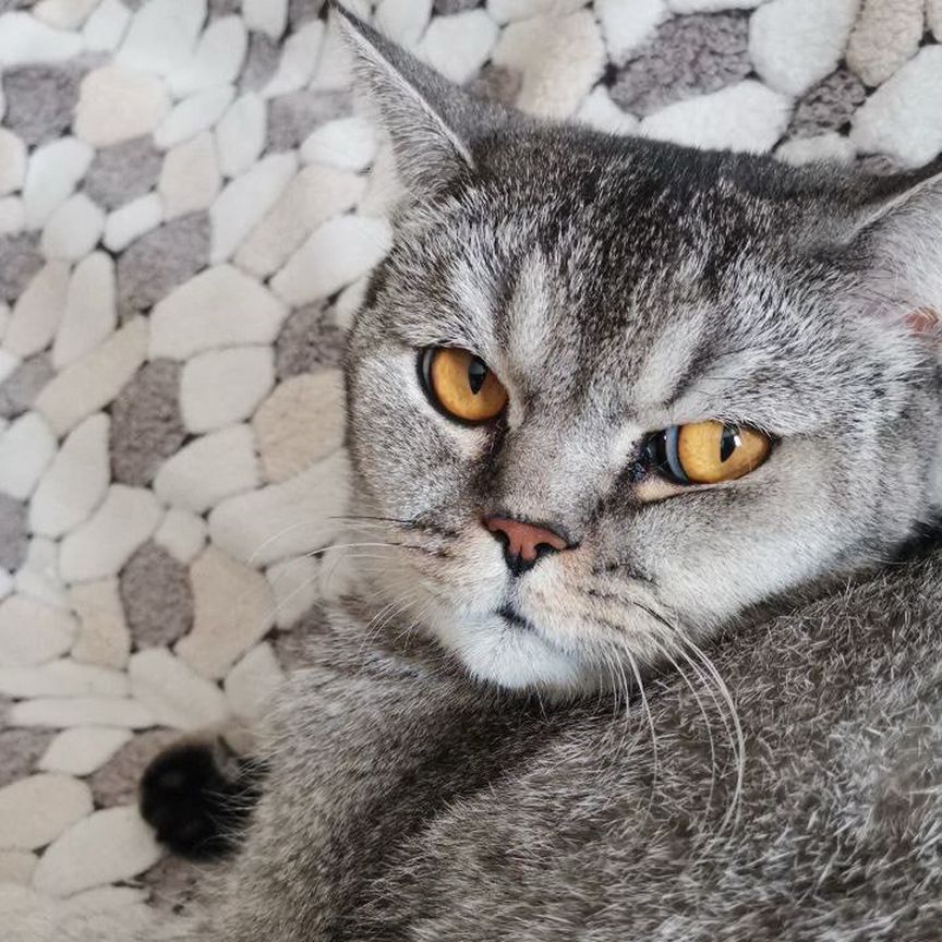 Котик в добрые руки
