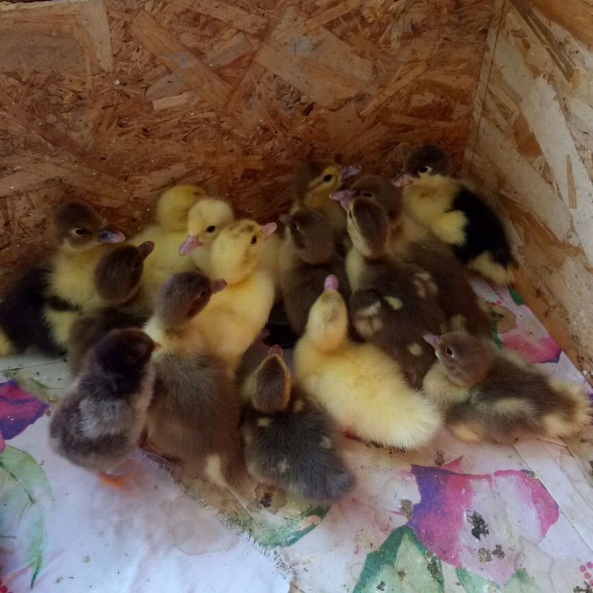 Продаем индоутят суточных