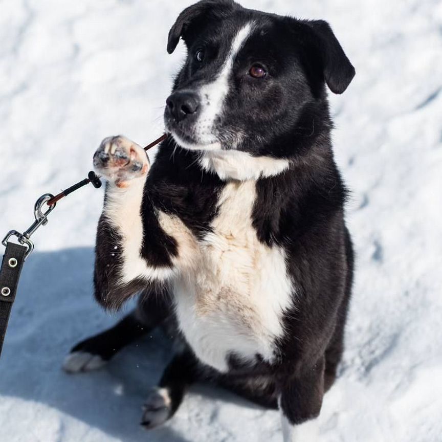 Бэлла в поисках дома