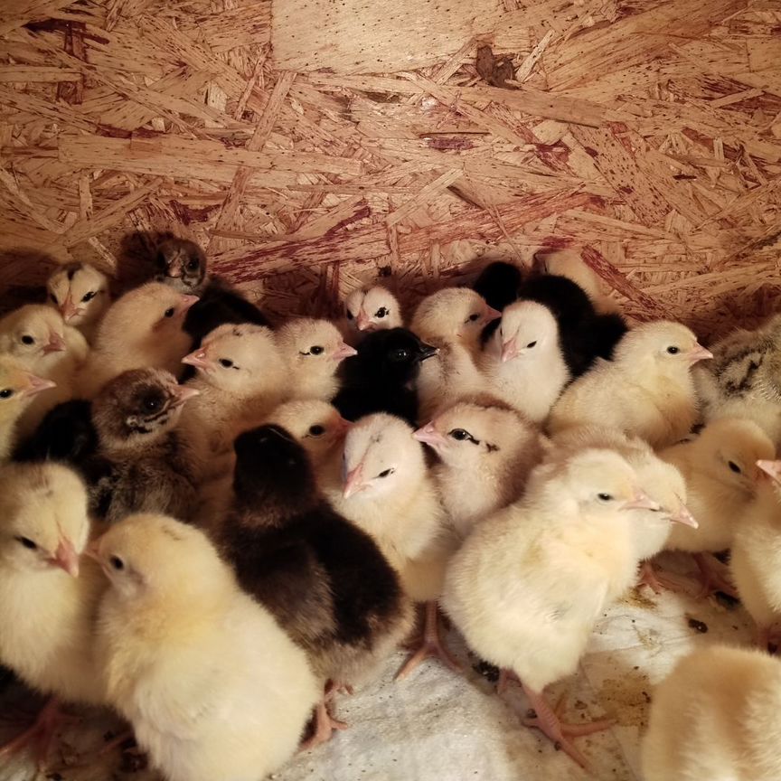 Цыплята несушка помесь