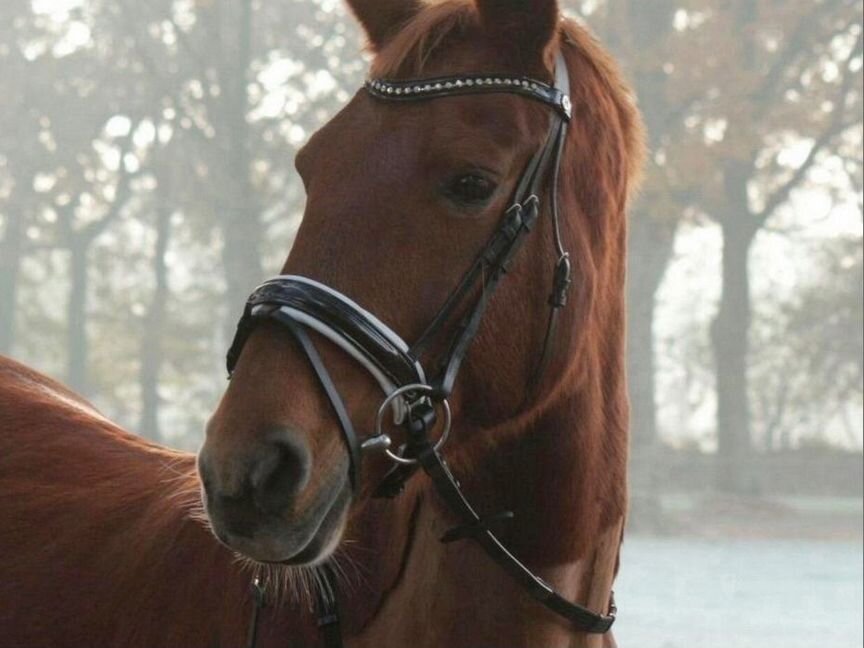 Оголовье трензельное Chique Harry's Horse