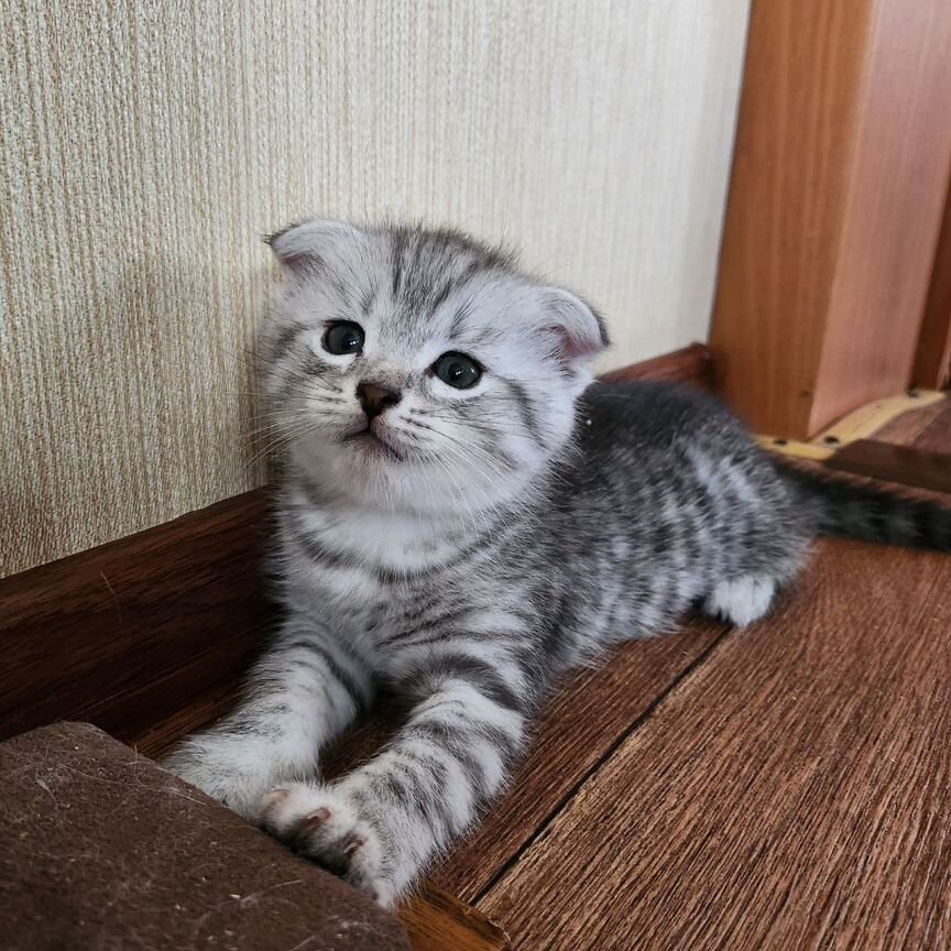 Шотландская