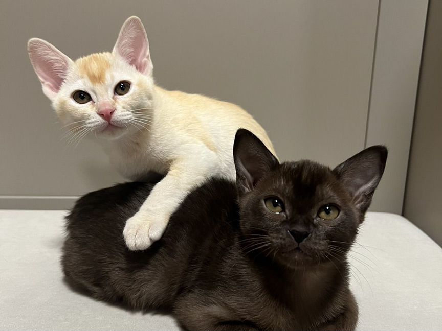 Бурманские котята без документов