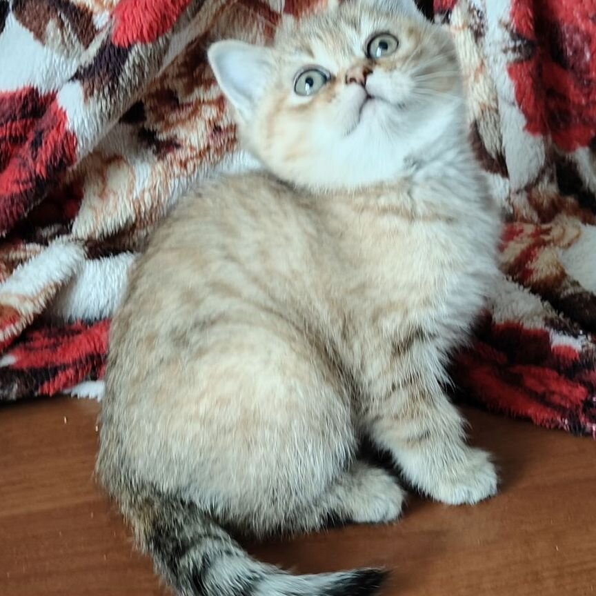 Золотой шотландский котенок, девочка