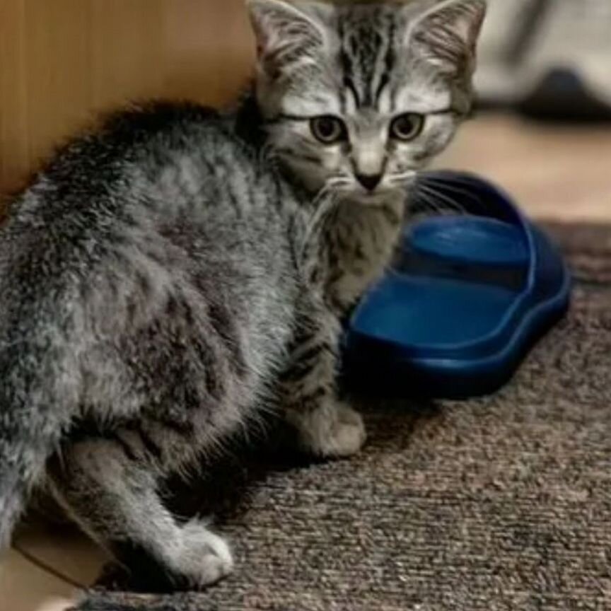 Котенок в добрые руки