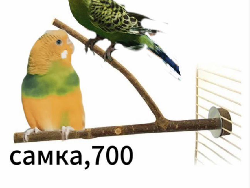 Волнистые,Самки) попугаи)