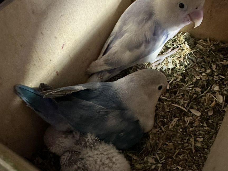 Птенчики неразлучники фишера