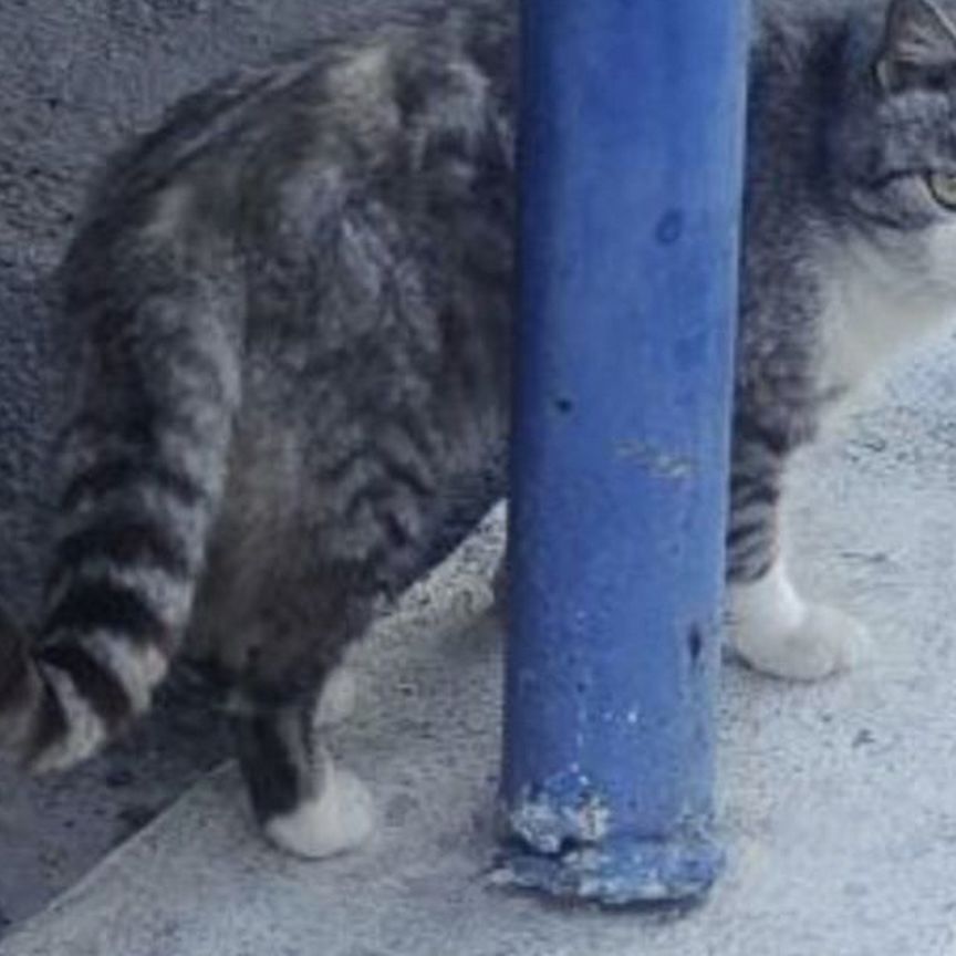 Ищу кота