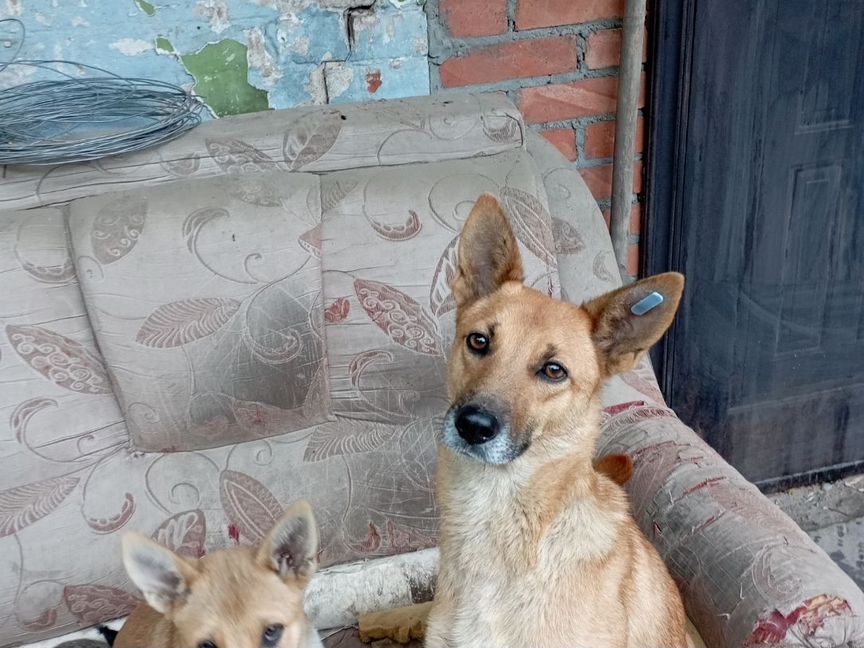 Собака в добрые руки