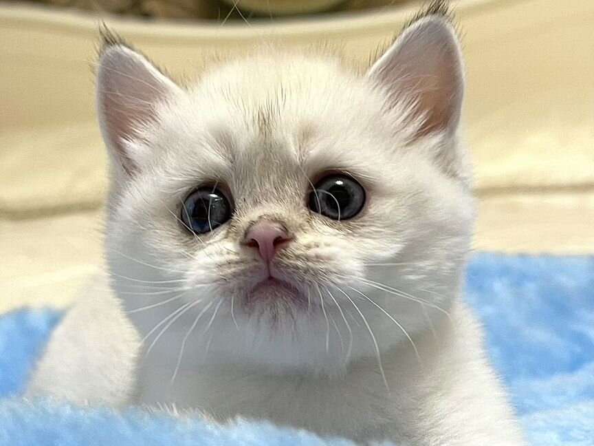 Плюшевая кошечка 1 мес Скоттиш страйт