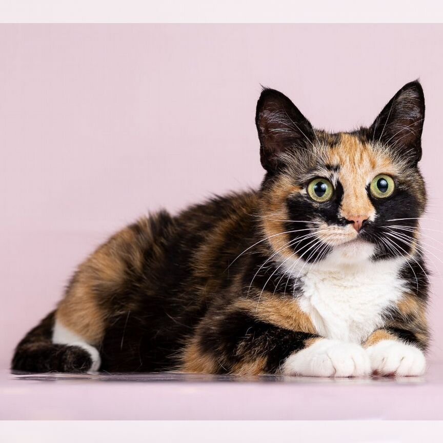 Взрослая, кошка в добрые руки