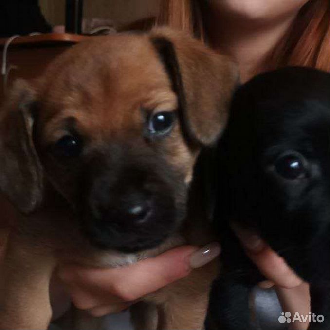 Кроличья такса