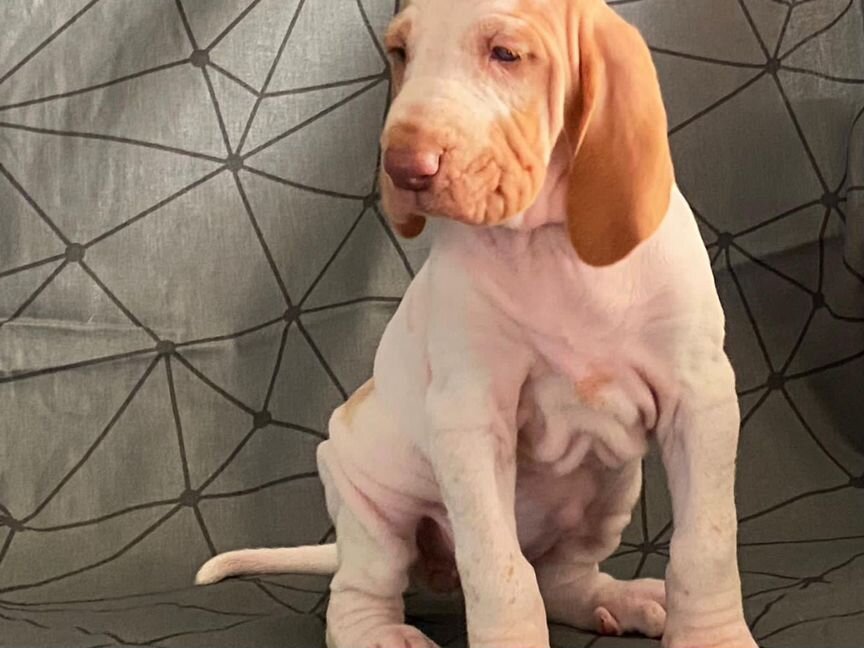 Итальянский бракко