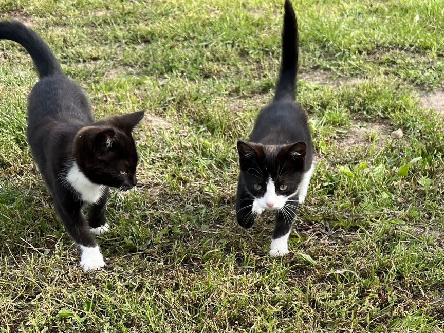 Котятки в добрые руки