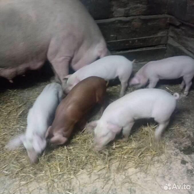 Поросенок ландрас дюрок