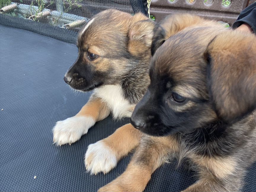 Собаки щенки бесплатно в добрые руки