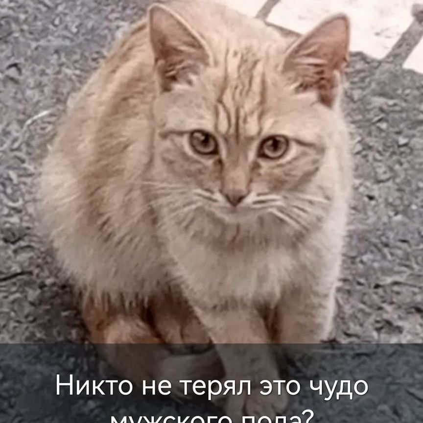 Котик молодой