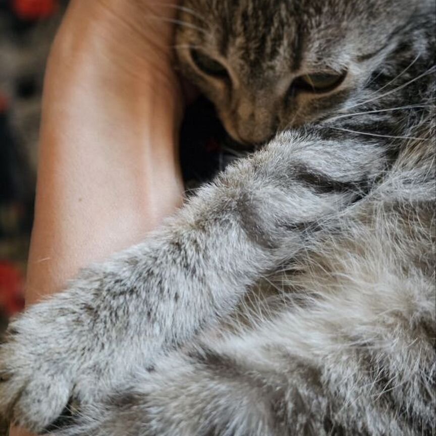 Нежный котенок спасеныш