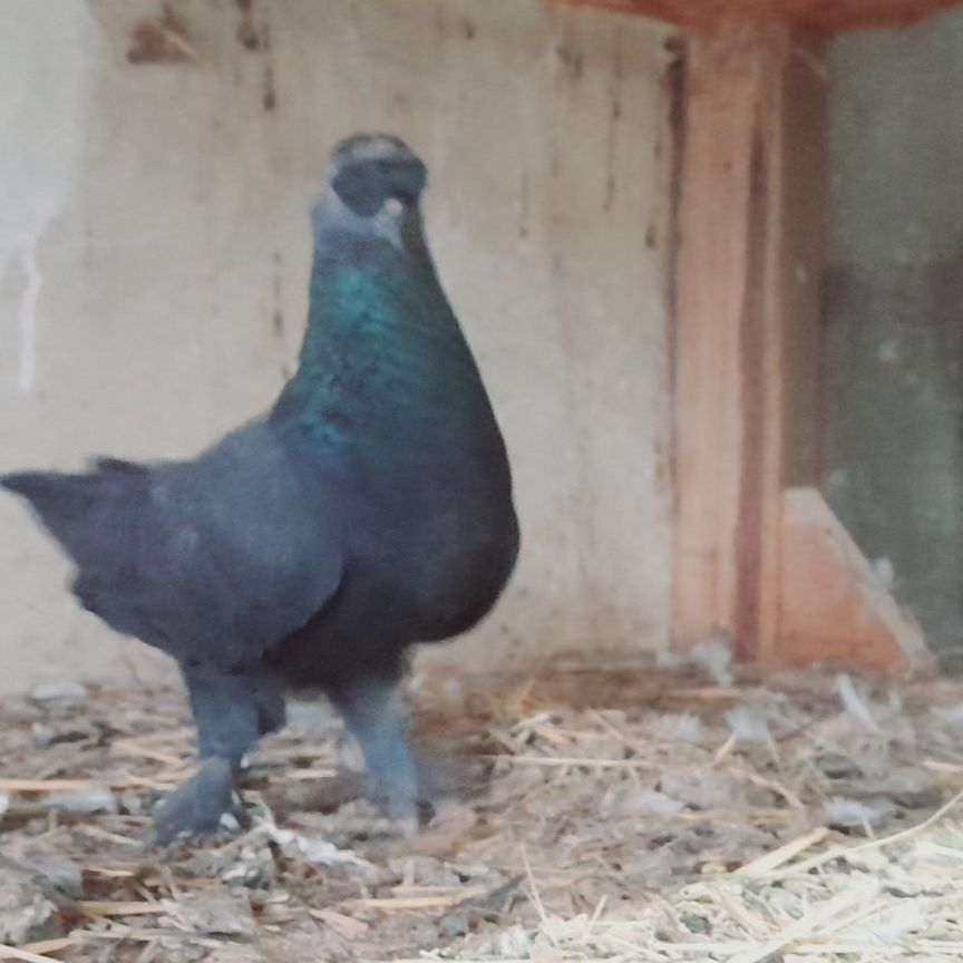 Голуби такла