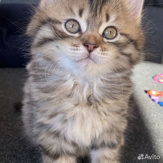 Котенок сибирский пушистый котик