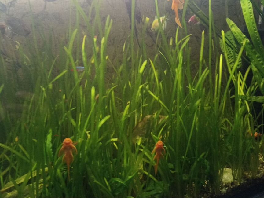 Анциструс супер ред