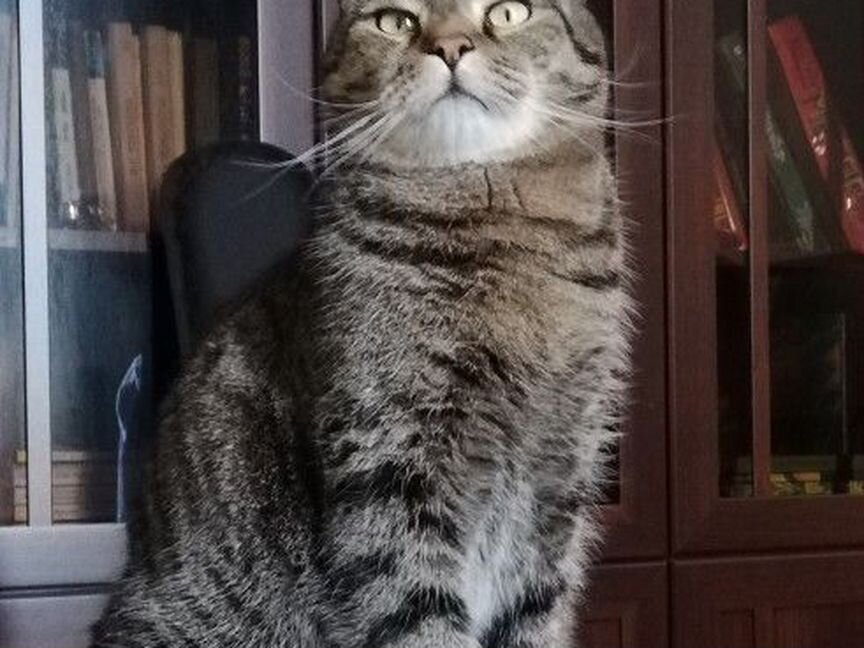Огромный кот