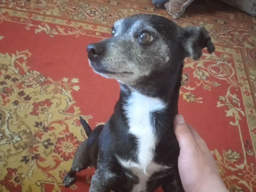 Собака в добрые руки