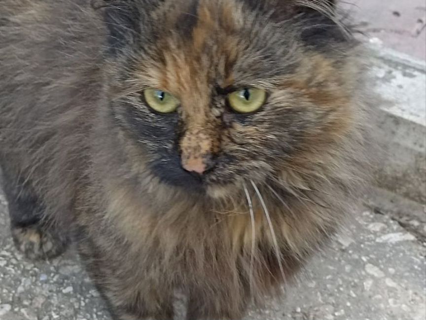 Кошечка в добрые руки